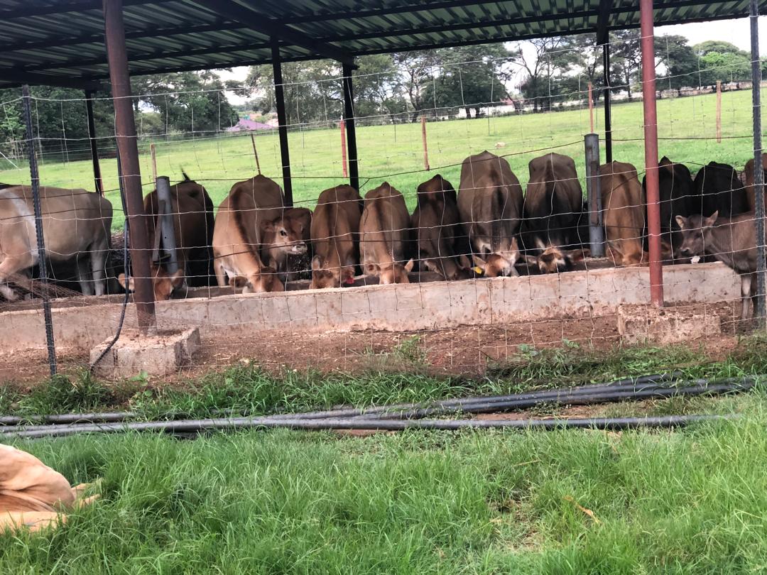 Furaha Farms